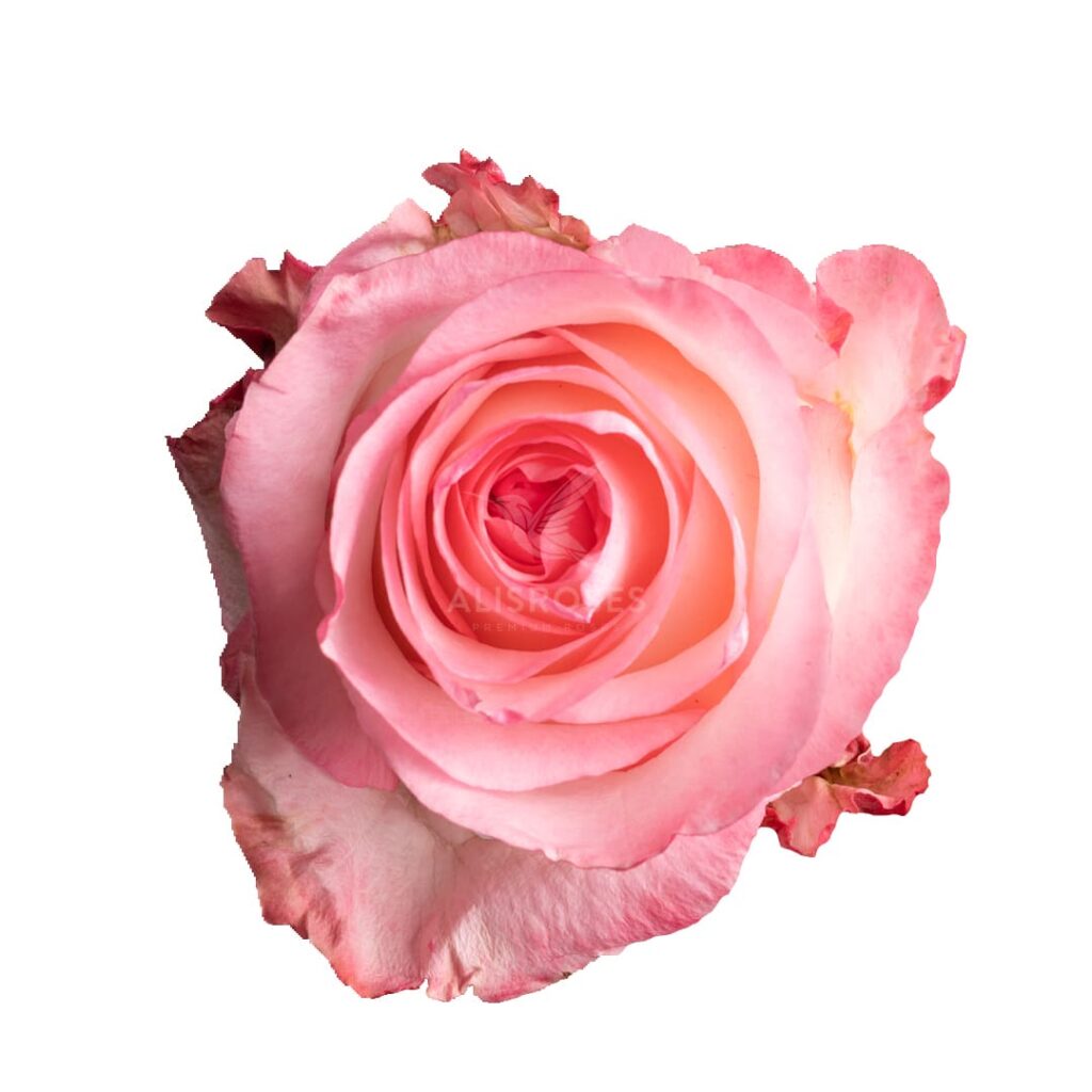 Nuestras rosas - Alisroses | Premium Roses