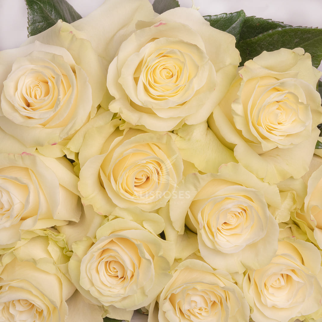 Mondial - Alisroses | Premium Roses