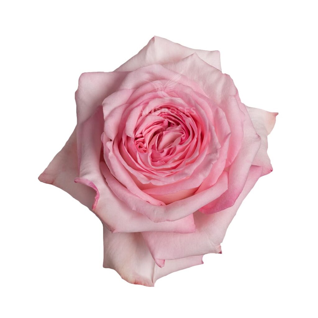 Nuestras rosas - Alisroses | Premium Roses