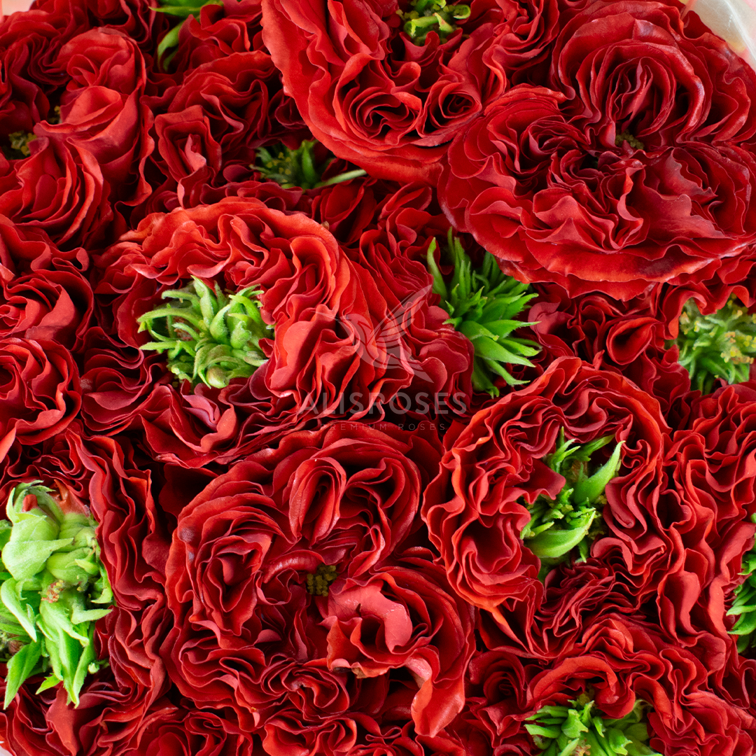 Red Eye Garden Rose - Alisroses | Premium Roses
